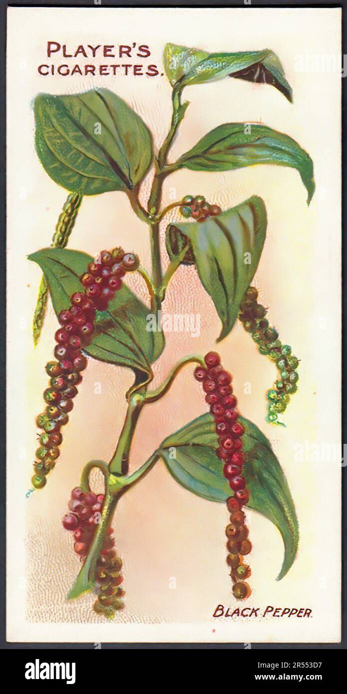 Black Pepper - Vintage Cigarette Card Stock Photo - Alamy
