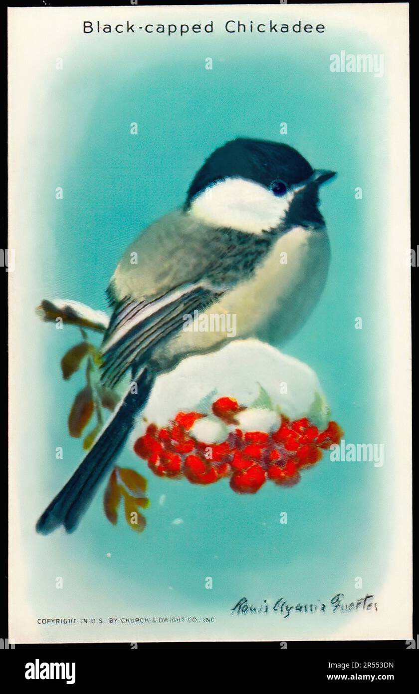 Black-Capped Chickadee - Vintage American Tradecard Stock Photo - Alamy