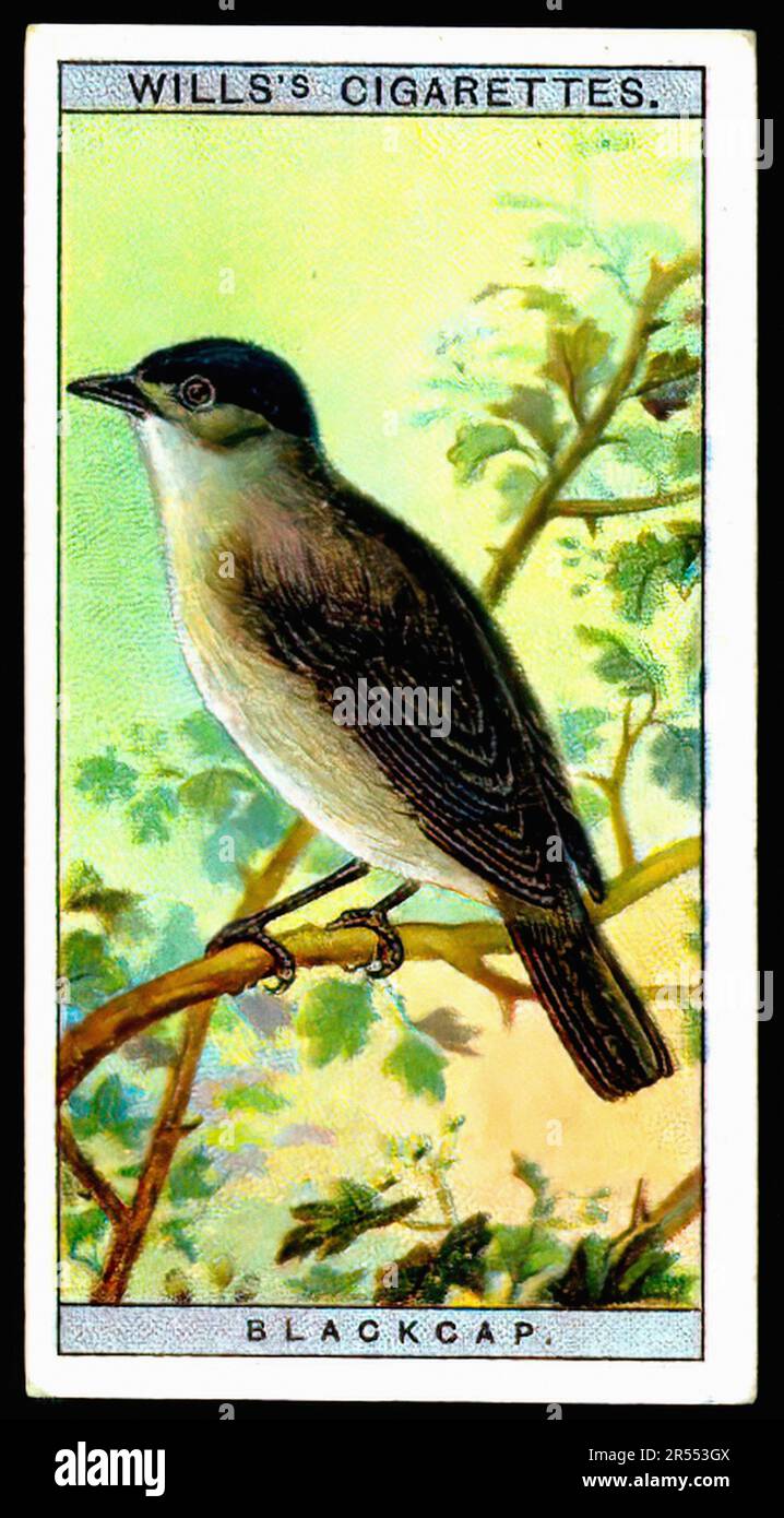 Blackcap - Vintage Cigarette Card Stock Photo - Alamy