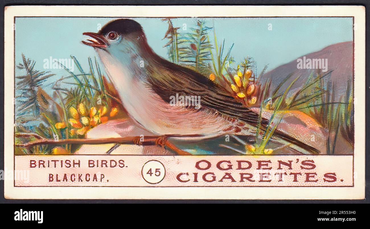 Blackcap 001 - Vintage Cigarette Card Stock Photo - Alamy