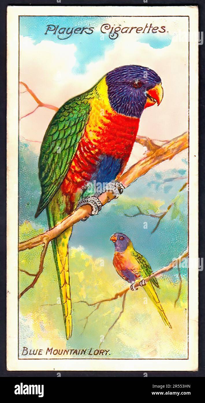 Blue Mountain Lory - Vintage Cigarette Card Stock Photo - Alamy