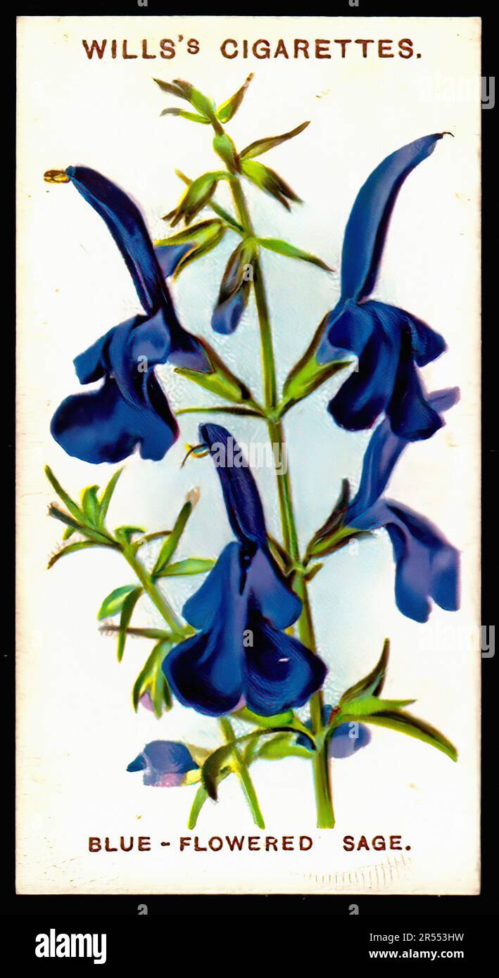 Blue Flowered Sage - Vintage Cigarette Card Stock Photo - Alamy