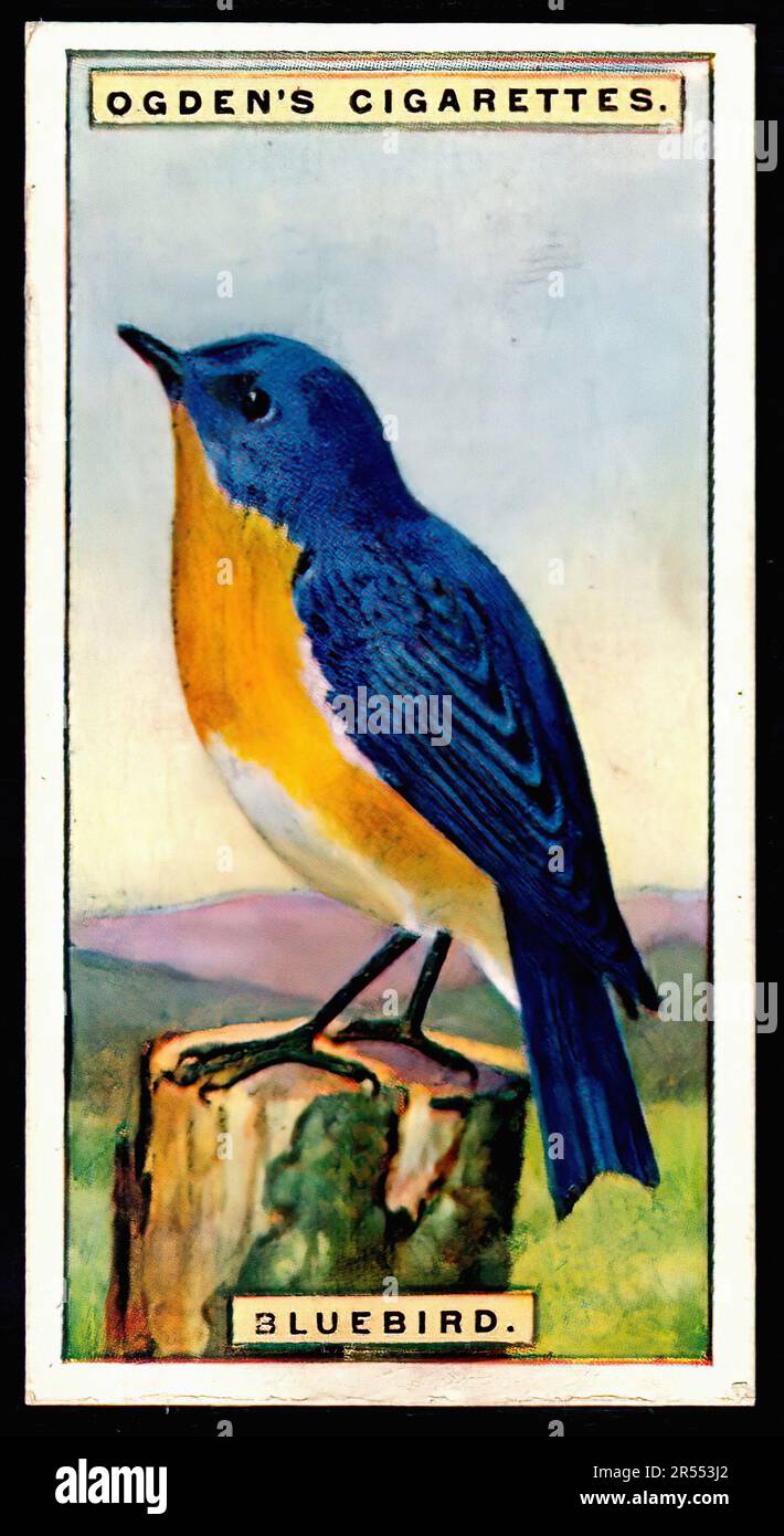 Bluebird - Vintage Cigarette Card Stock Photo - Alamy