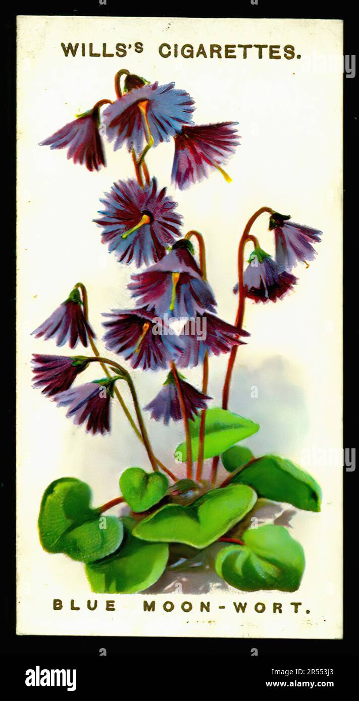 Blue Moon-Wort - Vintage Cigarette Card Stock Photo - Alamy