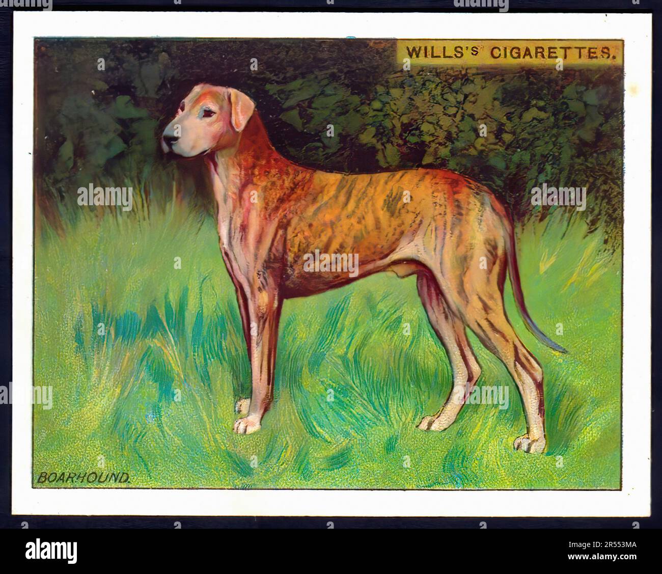 Boarhound - Vintage Cigarette Card Stock Photo - Alamy