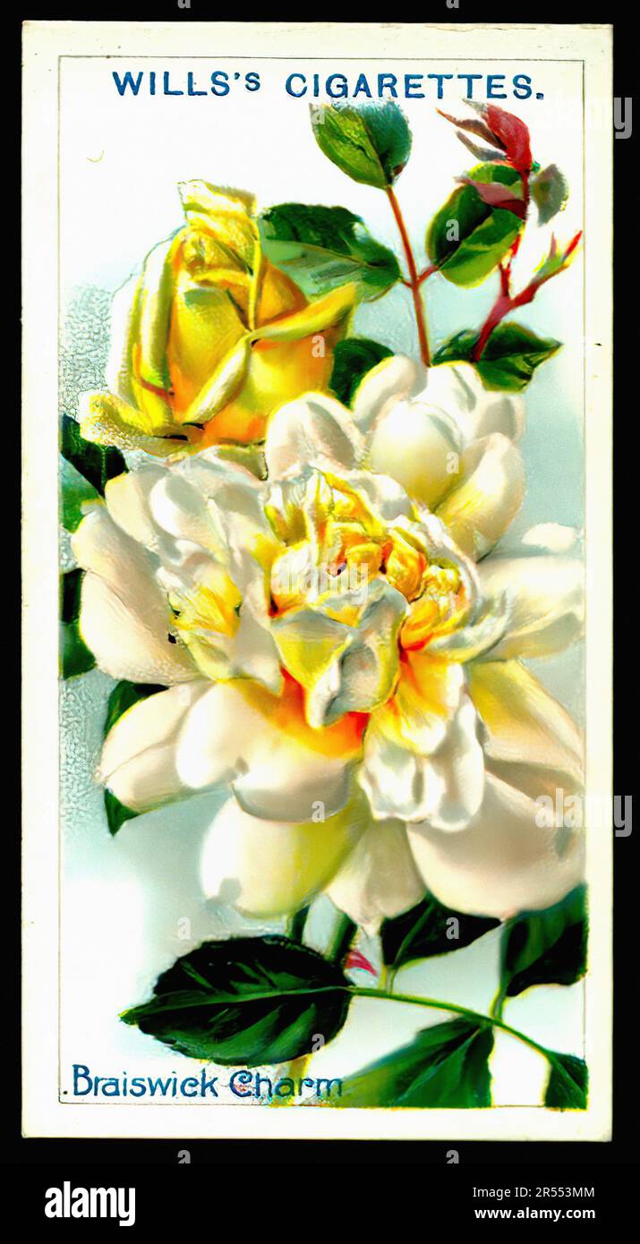 Braiswick Charm Rose - Vintage Cigarette Card Stock Photo - Alamy