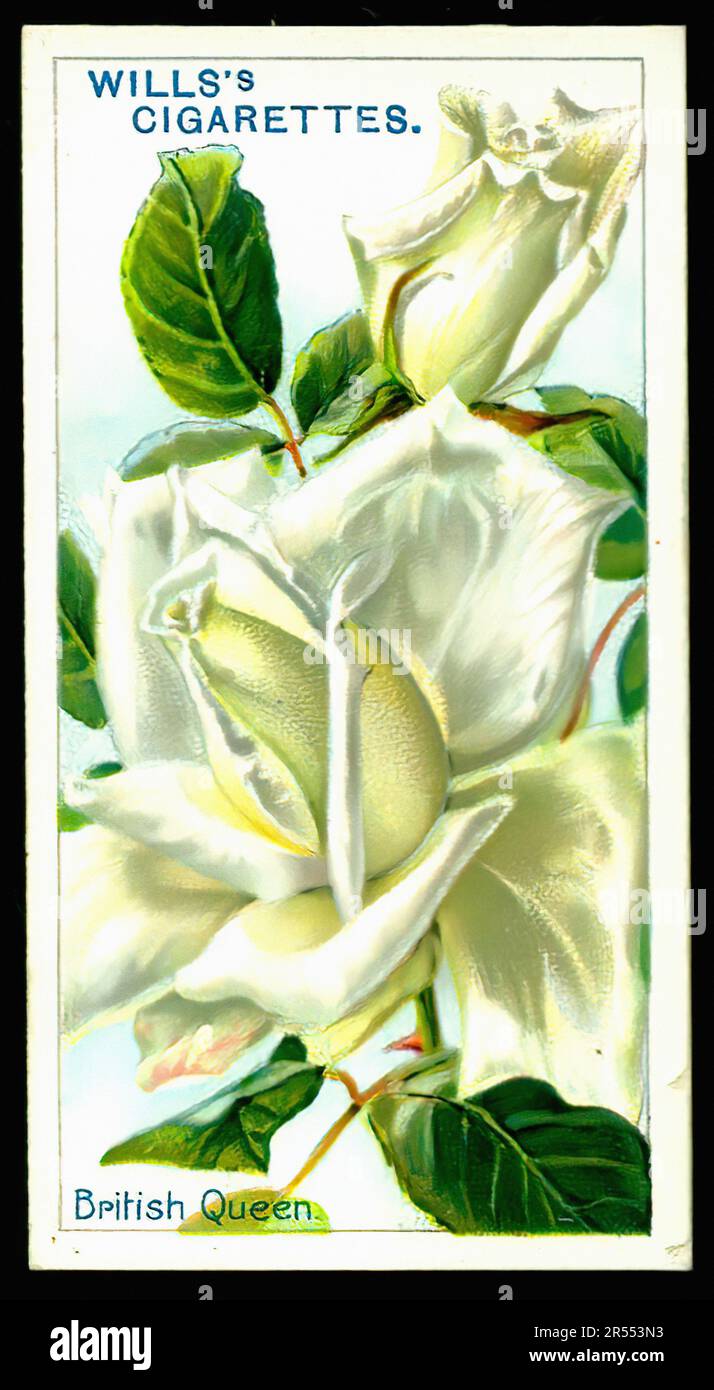 British Queen Rose - Vintage Cigarette Card Stock Photo - Alamy