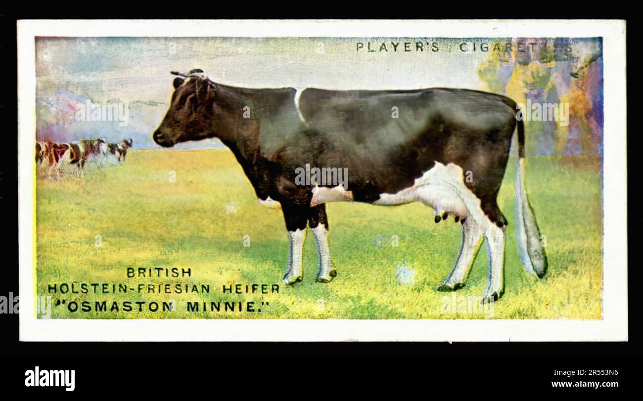 British Holstein Cow - Vintage Cigarette Card Stock Photo - Alamy