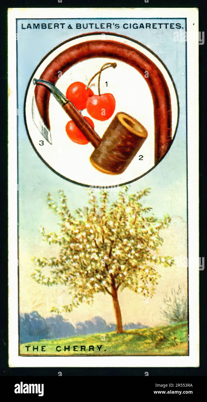 British Trees, the Cherry - Vintage Cigarette Card Stock Photo - Alamy