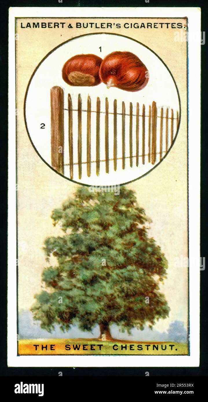 British Trees, the Sweet Chestnut - Vintage Cigarette Card Stock Photo ...
