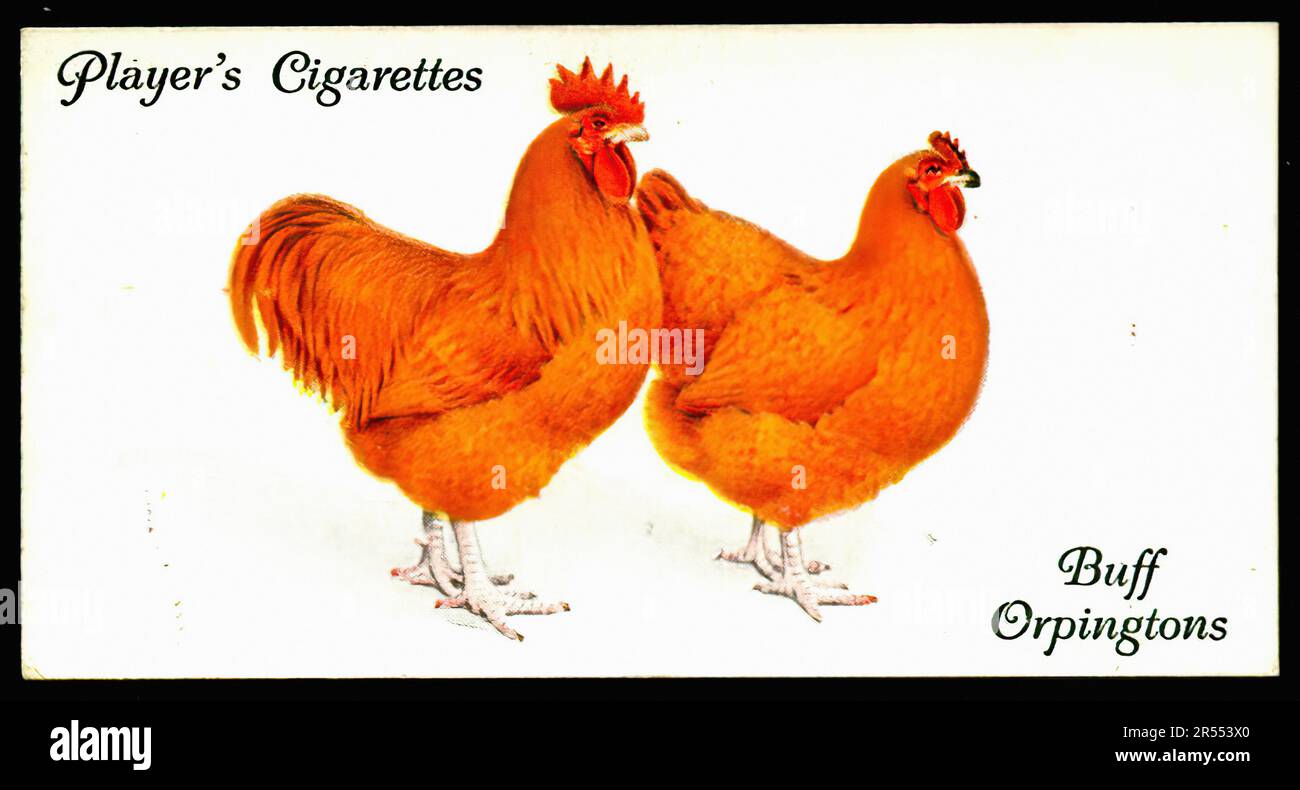 Buff Orpingtons - Vintage Cigarette Card Stock Photo - Alamy
