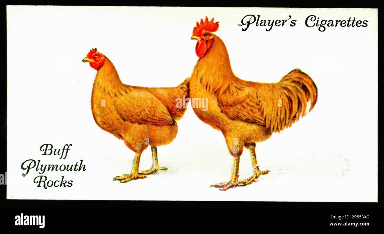 Buff Plymouth Rocks - Vintage Cigarette Card Stock Photo - Alamy