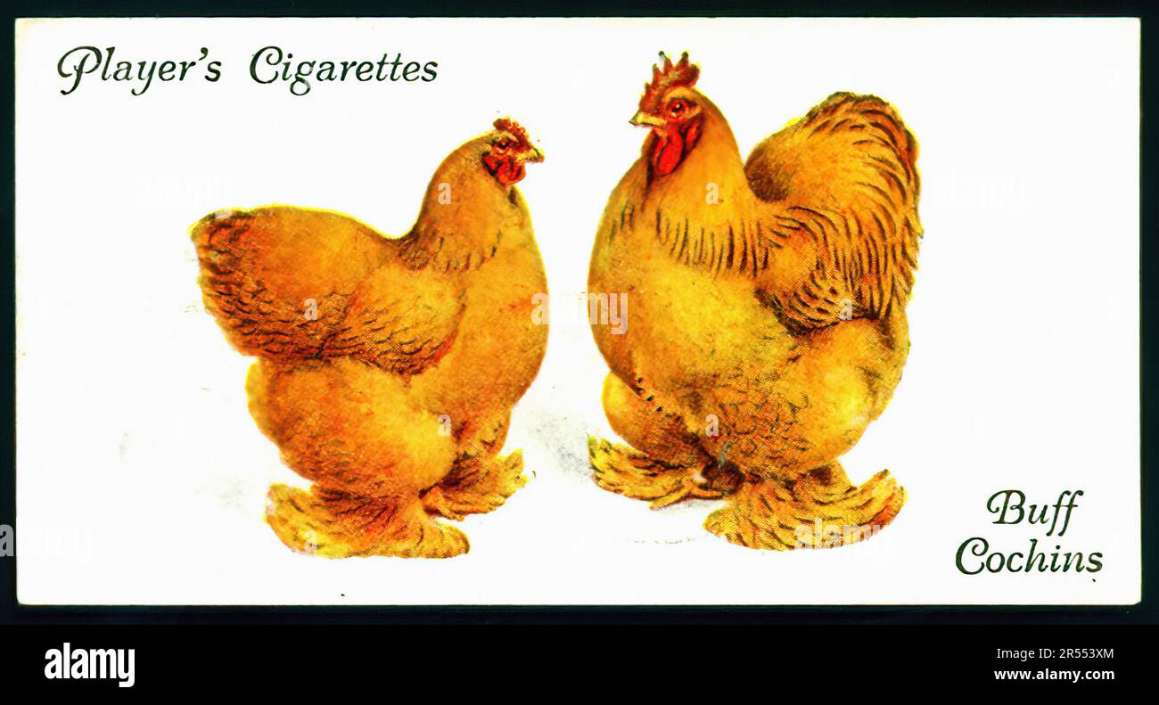 Buff Cochins - Vintage Cigarette Card Stock Photo - Alamy
