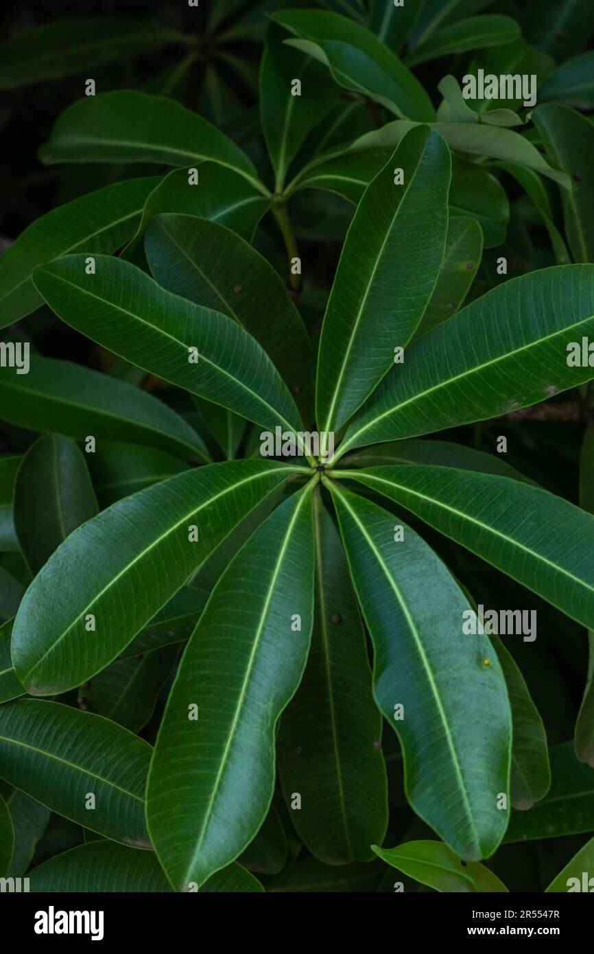 A vibrant green leafy herb. Its flower is edible and seen as a source ...