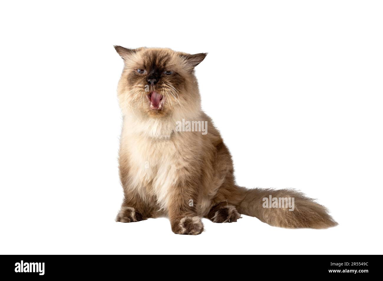 Portrait of a beige cat with open mouth expression isolated over white ...