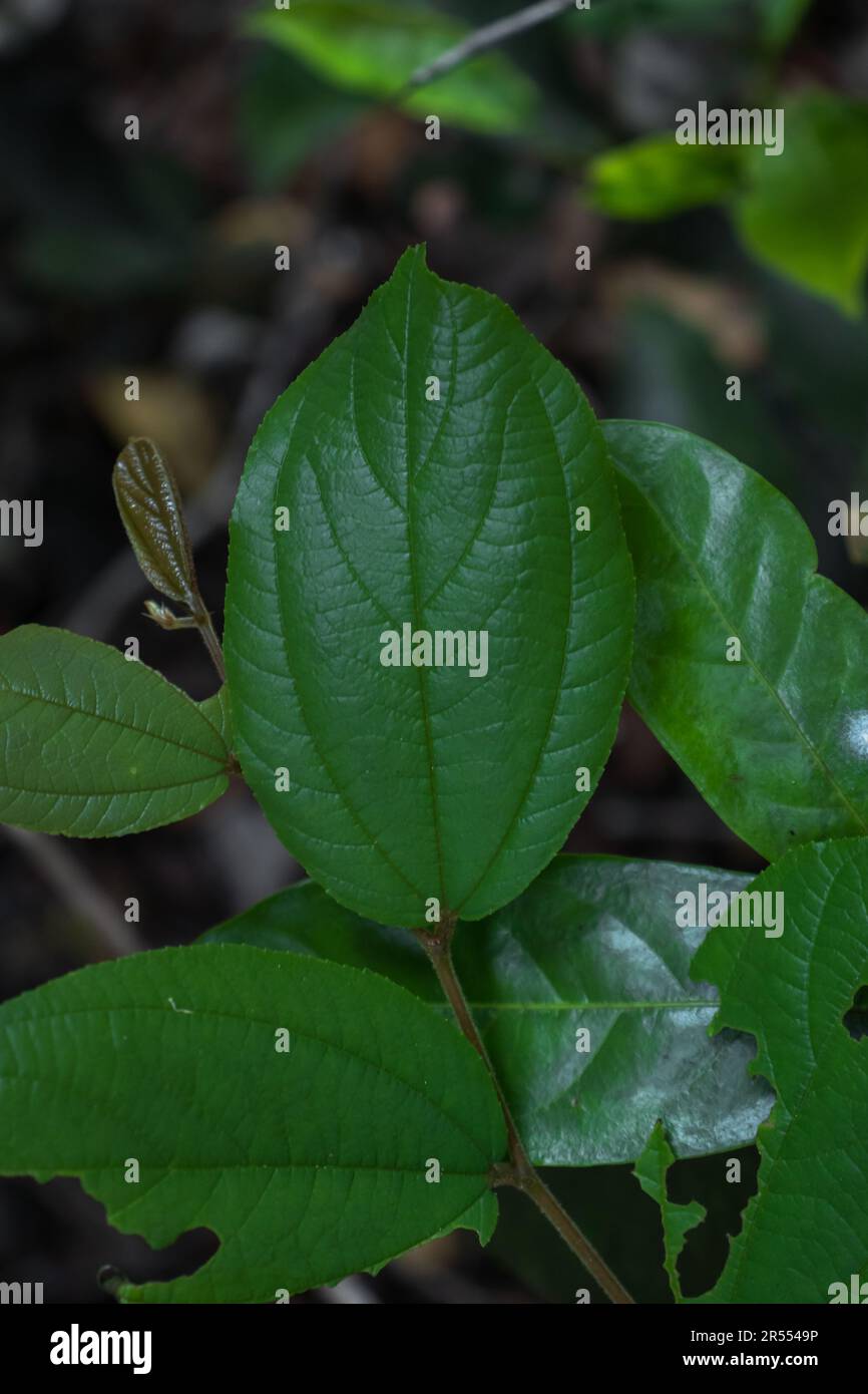 A close-up of a vibrant green leaf, sprouting from a shrub and part of ...
