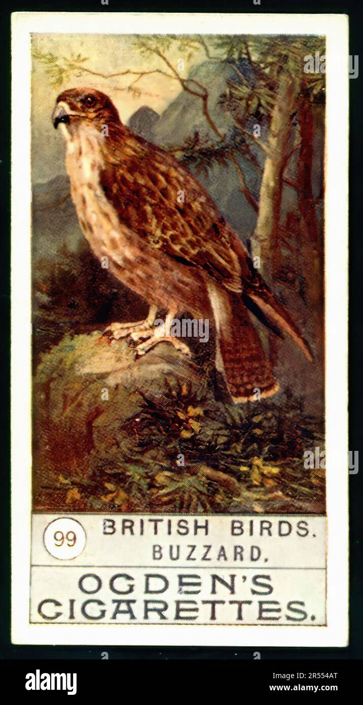 Buzzard - Vintage Cigarette Card Stock Photo - Alamy