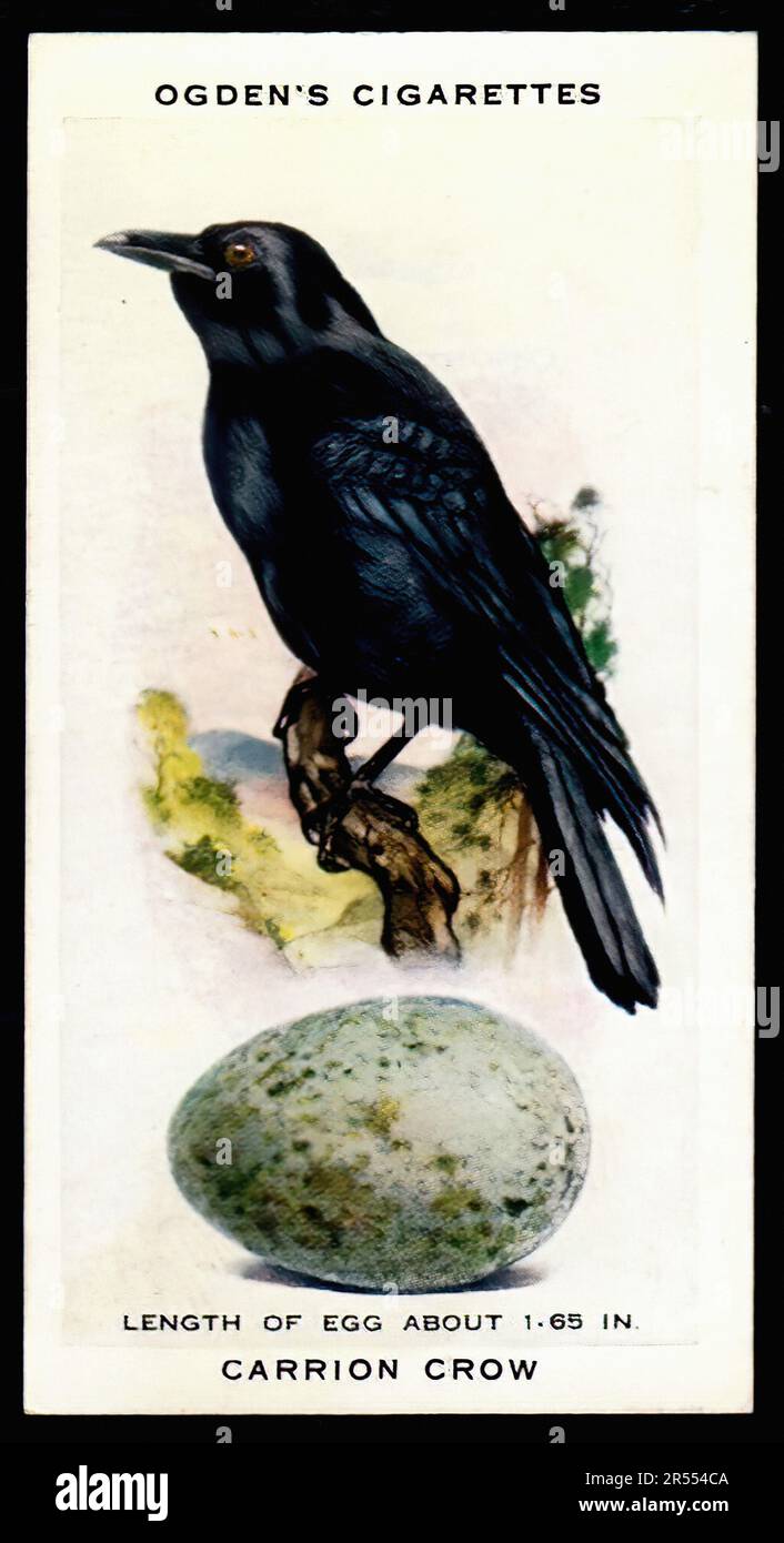 Carrion Crow - Vintage Cigarette Card Stock Photo - Alamy