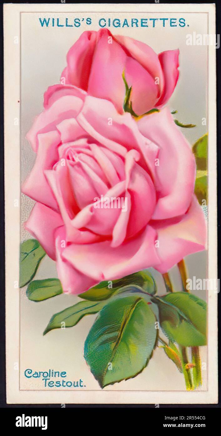 Caroline Testout Rose - Vintage Cigarette Card Stock Photo - Alamy
