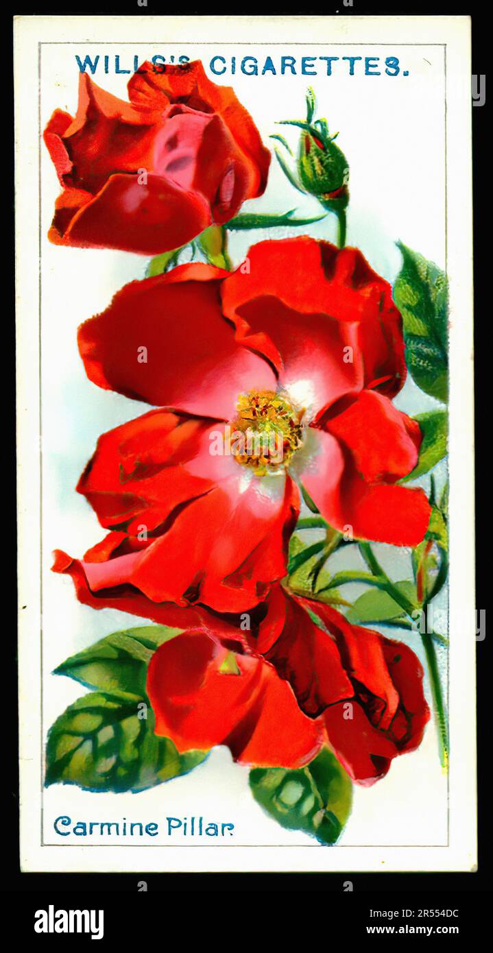 Carmine Pillar Rose - Vintage Cigarette Card Stock Photo - Alamy