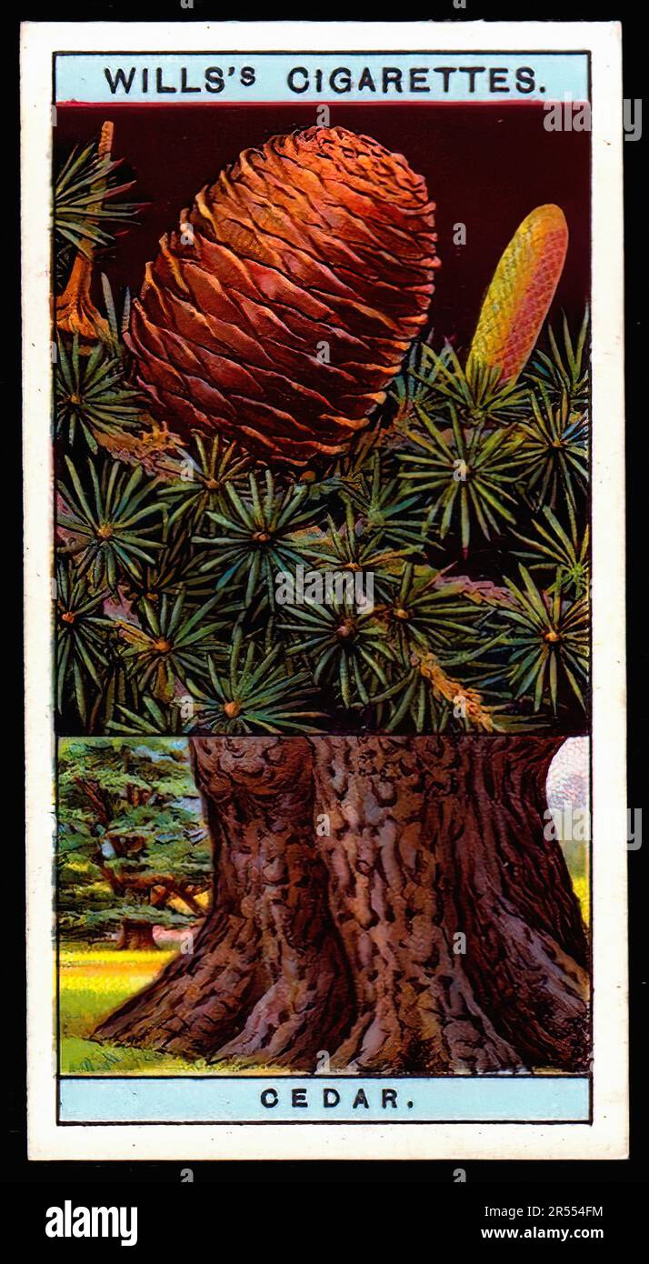 Cedar Tree - Vintage Cigarette Card Stock Photo - Alamy