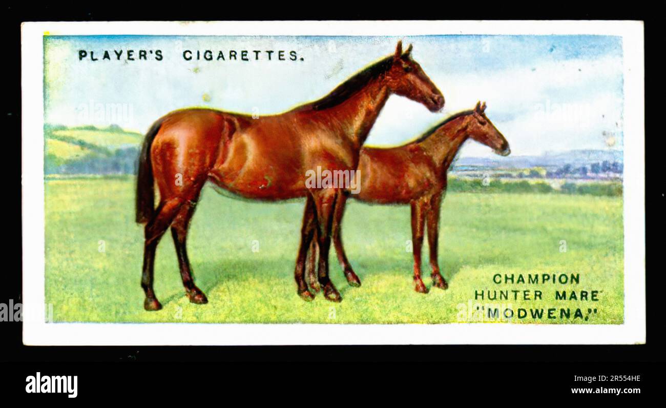 Champion Hunter Mare - Vintage Cigarette Card Stock Photo - Alamy