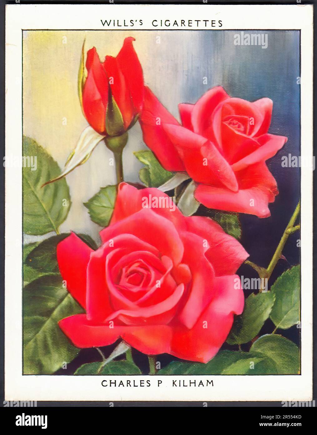 Charles P Kilham Rose - Vintage Cigarette Card Stock Photo - Alamy