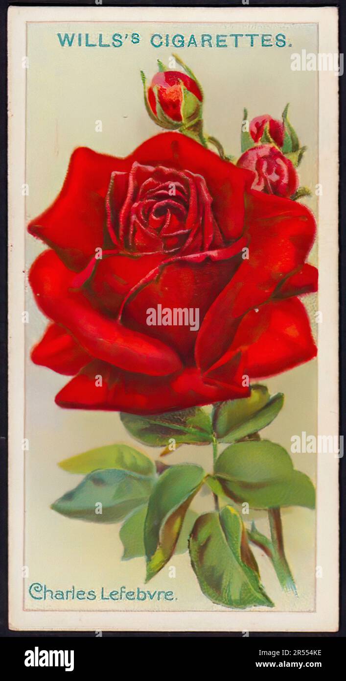 Charles Lefebvre Rose - Vintage Cigarette Card Stock Photo - Alamy