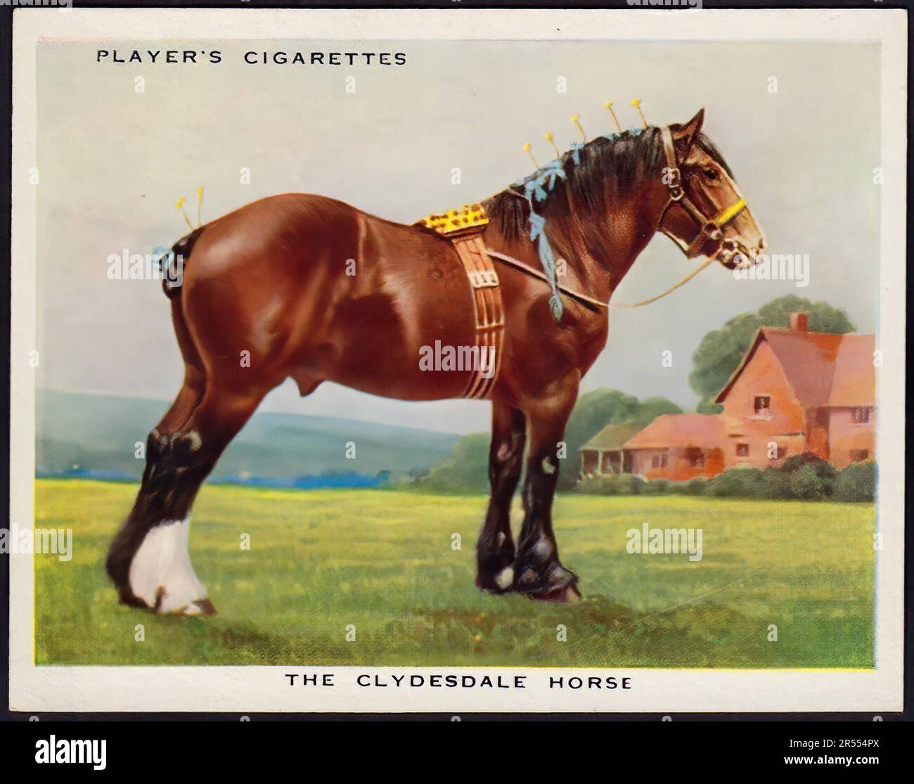 Clydesdale Horse - Vintage Cigarette Card Stock Photo - Alamy