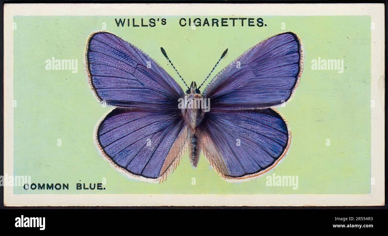 Common Blue Butterfly - Vintage Cigarette Card Stock Photo - Alamy