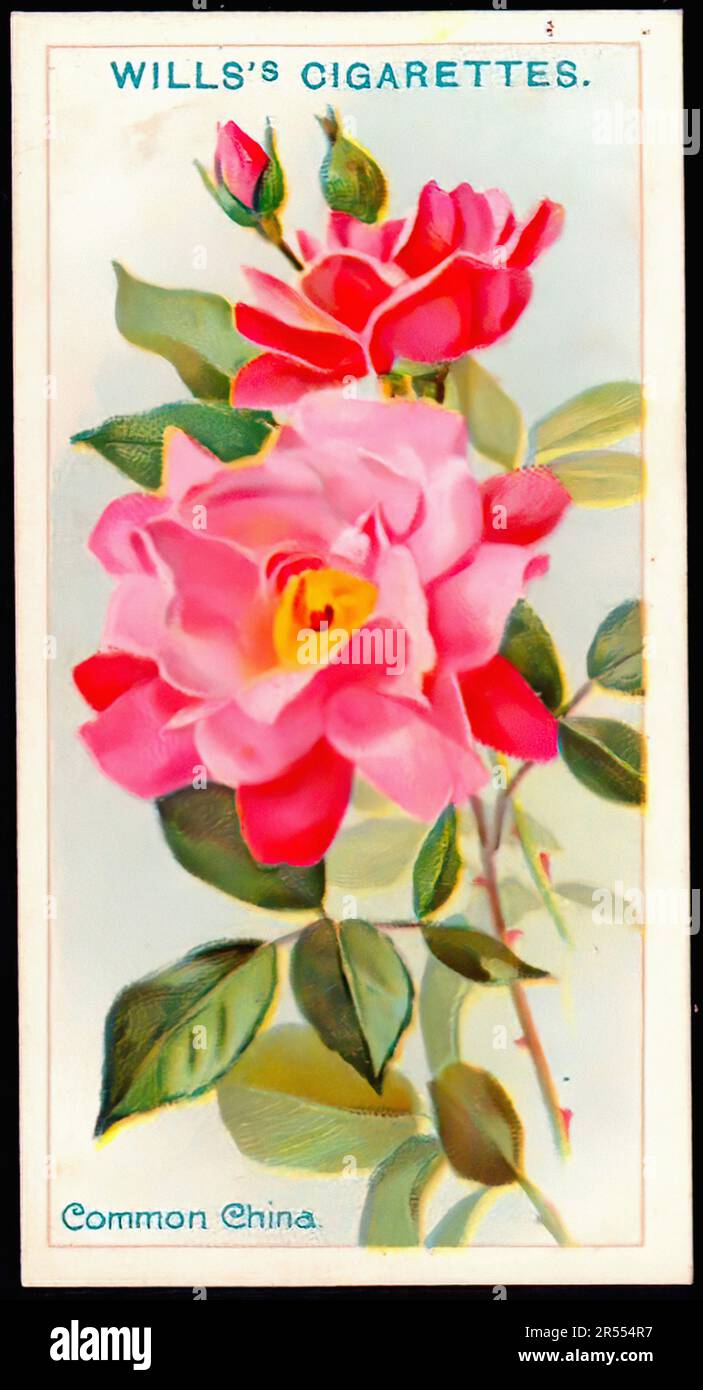 Common China Rose - Vintage Cigarette Card Stock Photo - Alamy