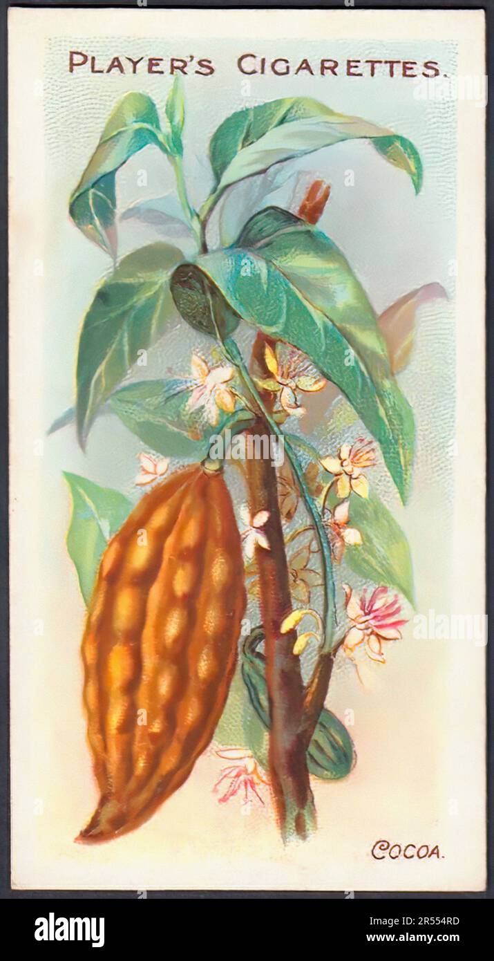 Cocoa - Vintage Cigarette Card Stock Photo - Alamy