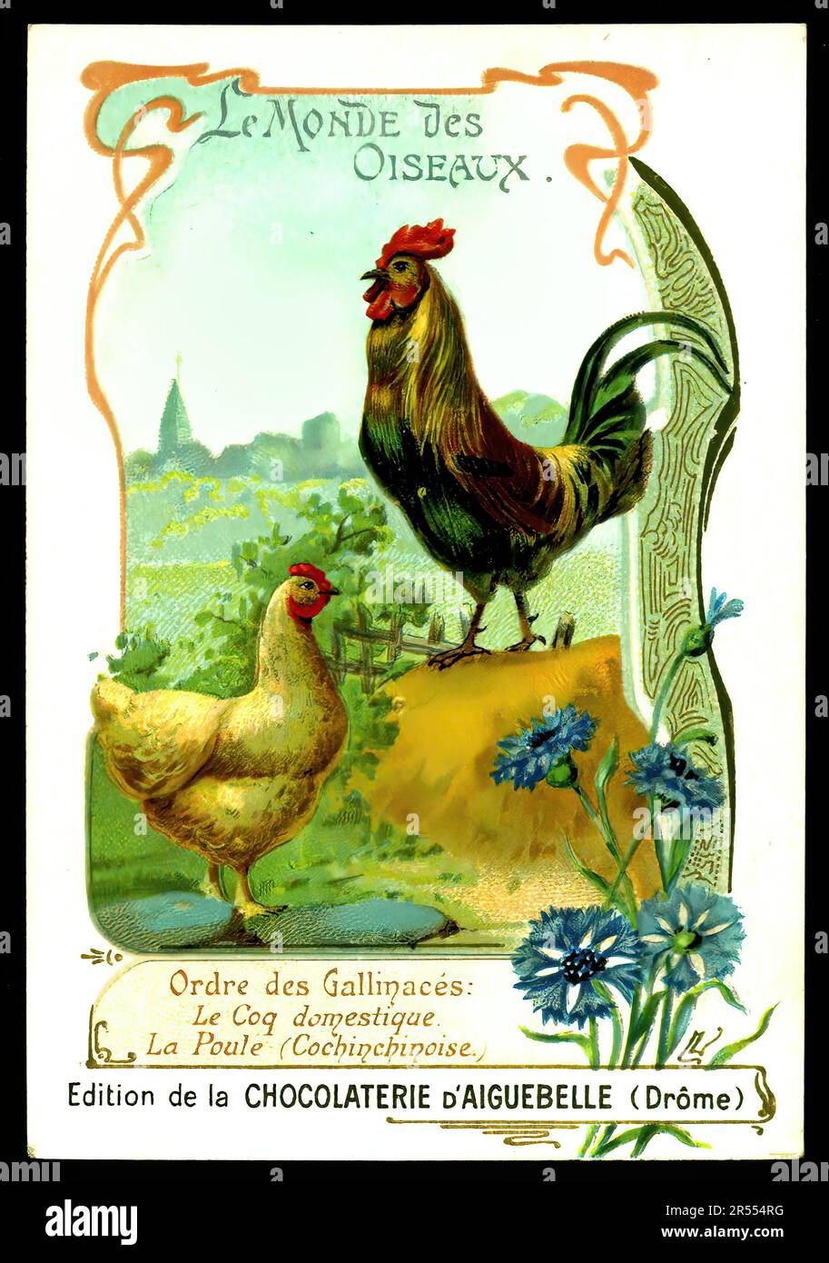 Cockerel & Chicken - Vintage French Tradecard, Belle Epoque Era Stock ...