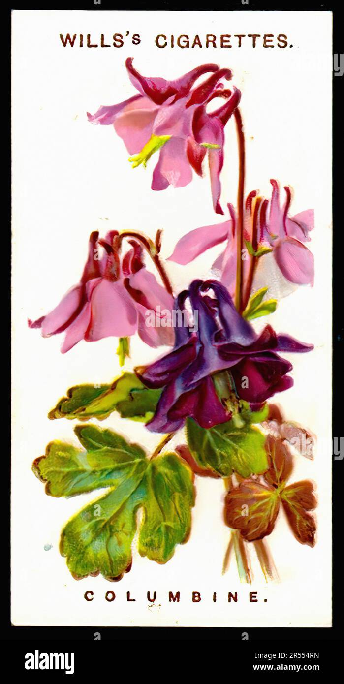 Columbine - Vintage Cigarette Card Stock Photo - Alamy