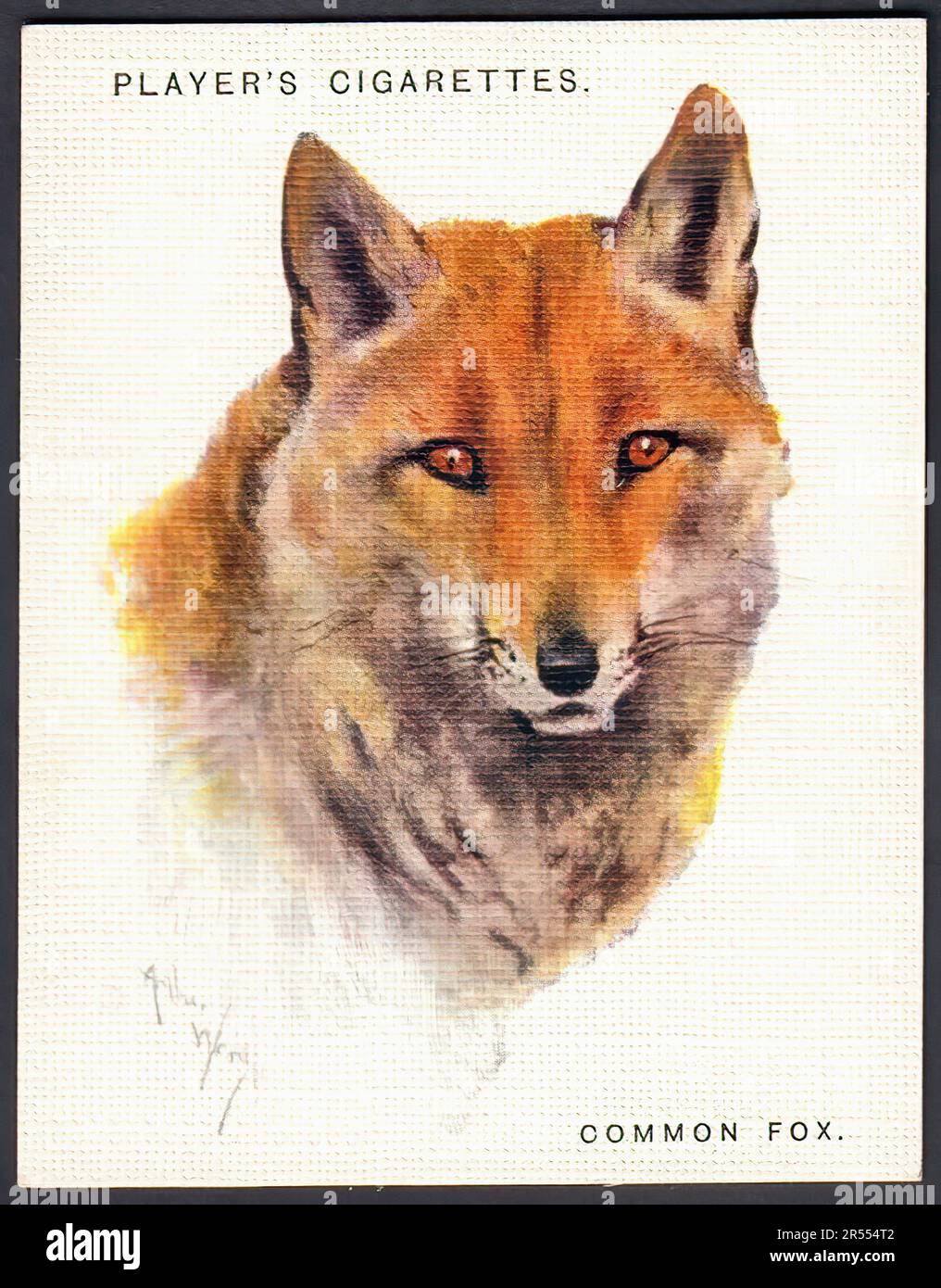 Common Fox - Vintage Cigarette Card Stock Photo - Alamy