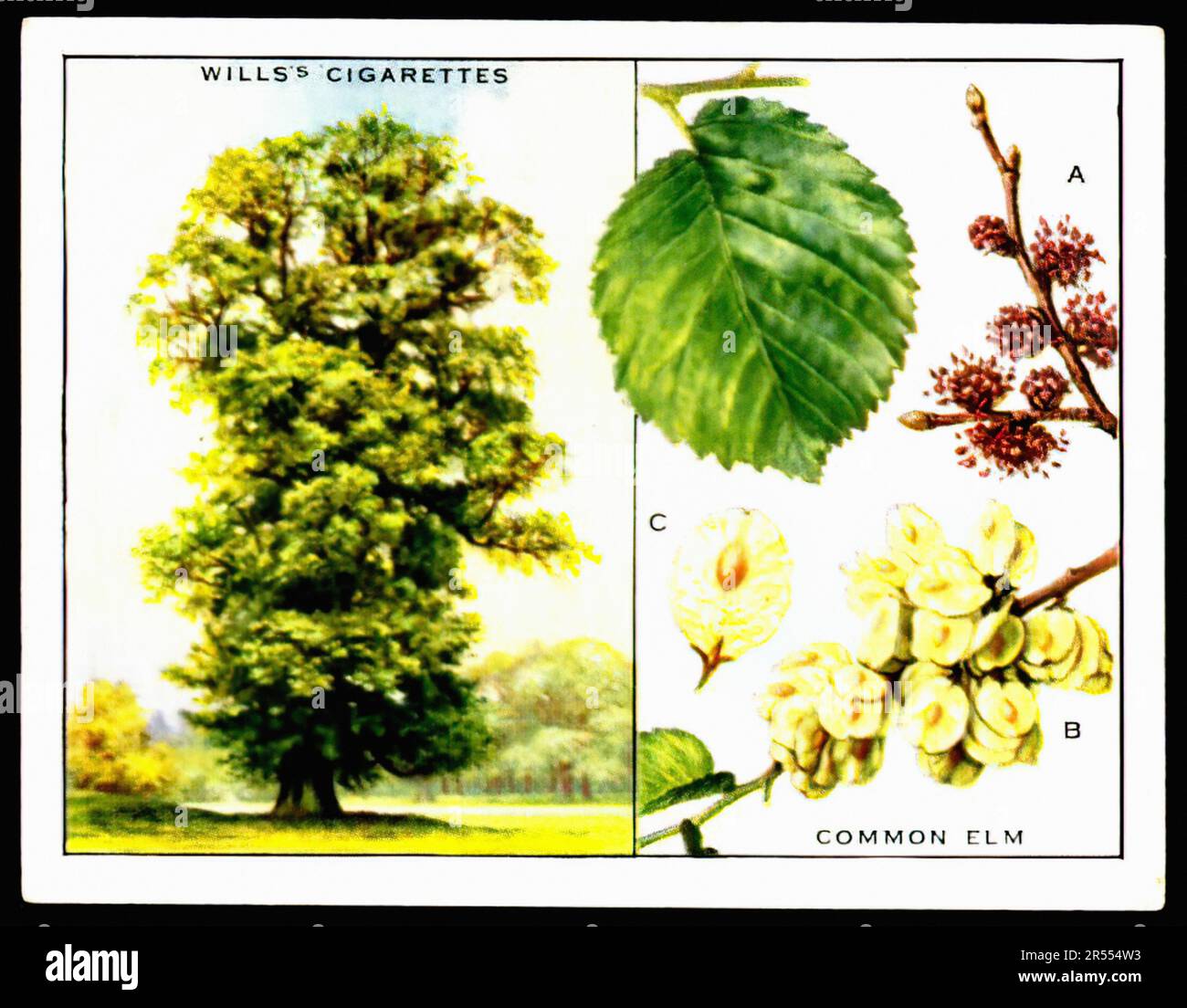 Common elm tree hi-res stock photography and images - Alamy