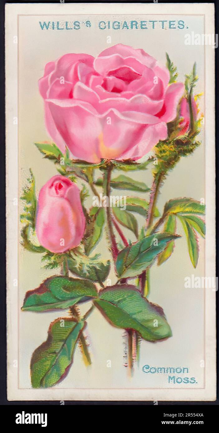 Common Moss Rose - Vintage Cigarette Card Stock Photo - Alamy