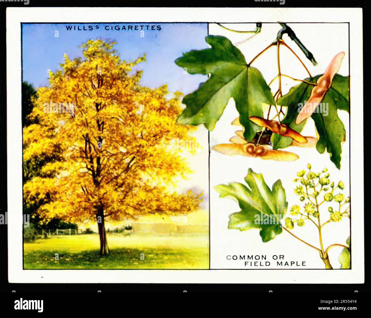Common or Field Maple Tree - Vintage Cigarette Card Stock Photo - Alamy
