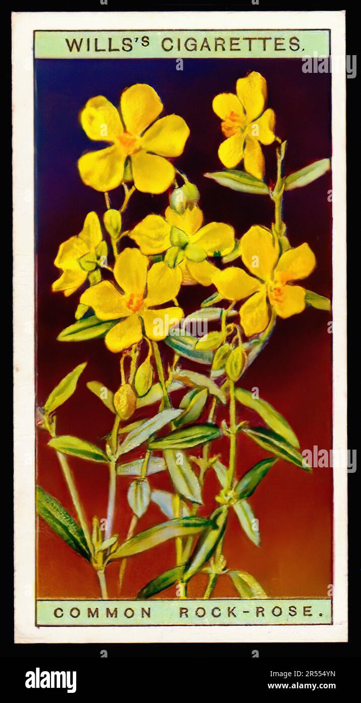 Common Rock-Rose - Vintage Cigarette Card Stock Photo - Alamy