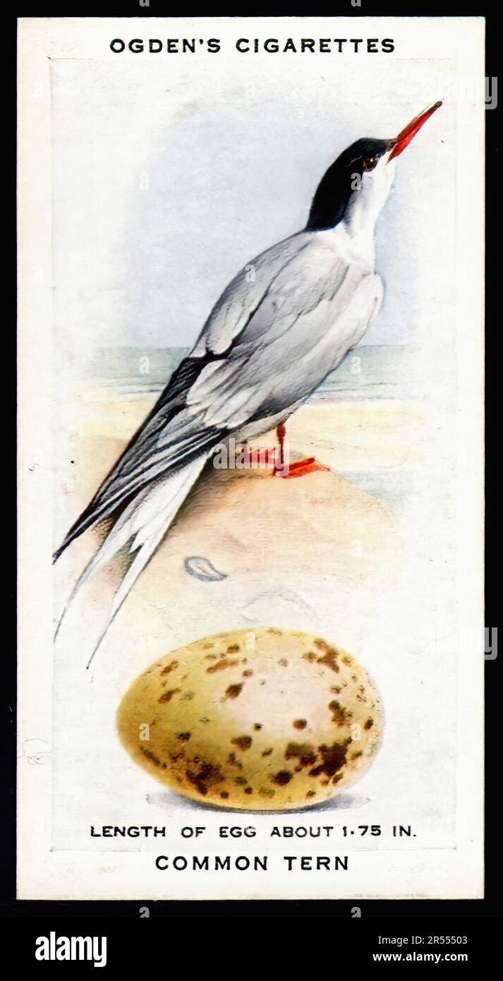 Common Tern - Vintage Cigarette Card Stock Photo - Alamy