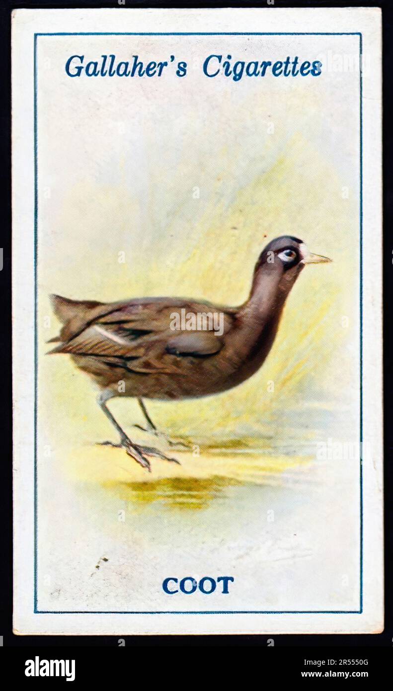 Coot 001 - Vintage Cigarette Card Stock Photo - Alamy