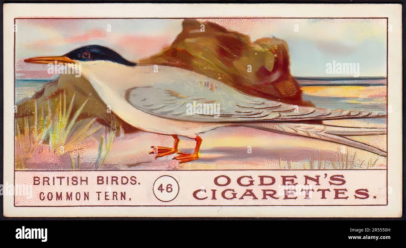 Common Tern 001 - Vintage Cigarette Card Stock Photo - Alamy
