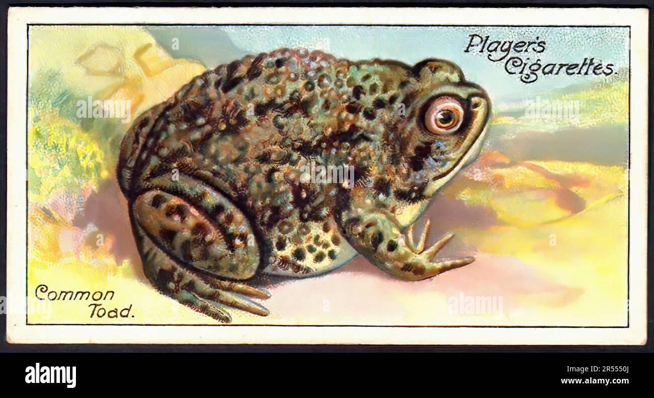 Common Toad - Vintage Cigarette Card Stock Photo - Alamy