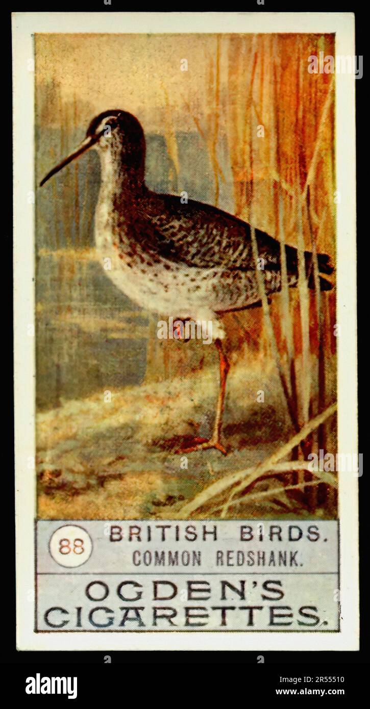 Common Redshank - Vintage Cigarette Card Stock Photo - Alamy