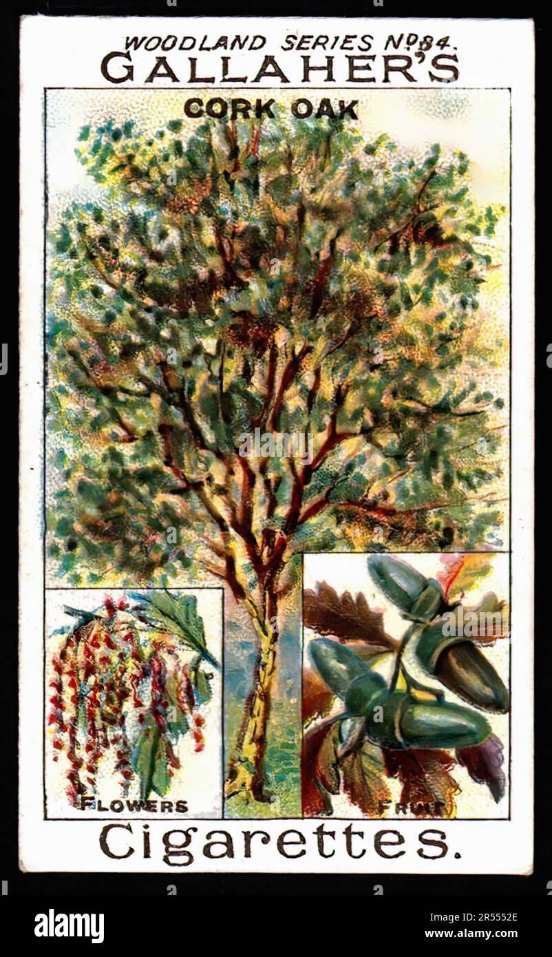 Cork Oak Tree - Vintage Cigarette Card Stock Photo - Alamy