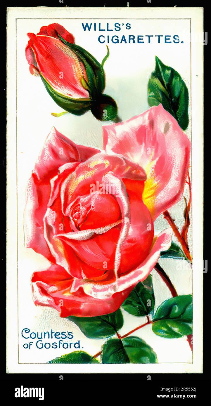Countess of Gosford Rose - Vintage Cigarette Card Stock Photo - Alamy