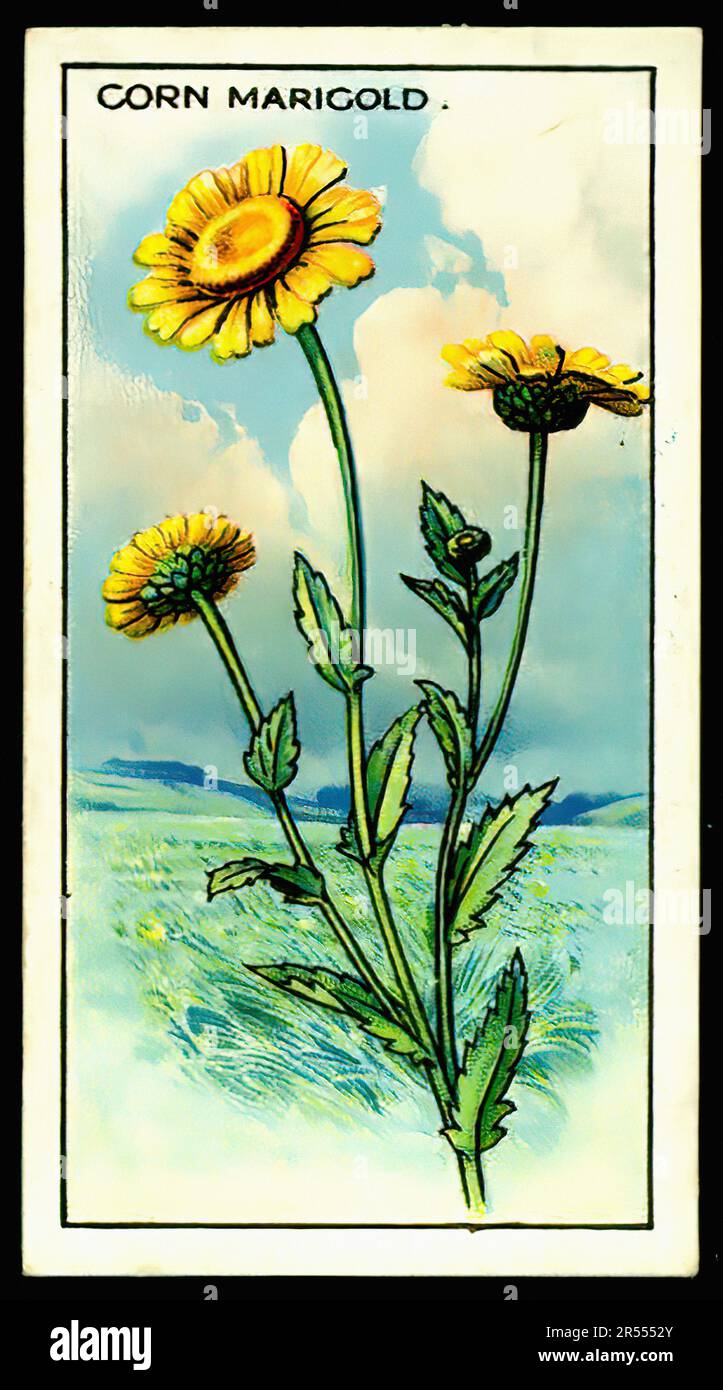 Corn Marigold - Vintage Cigarette Card Stock Photo - Alamy