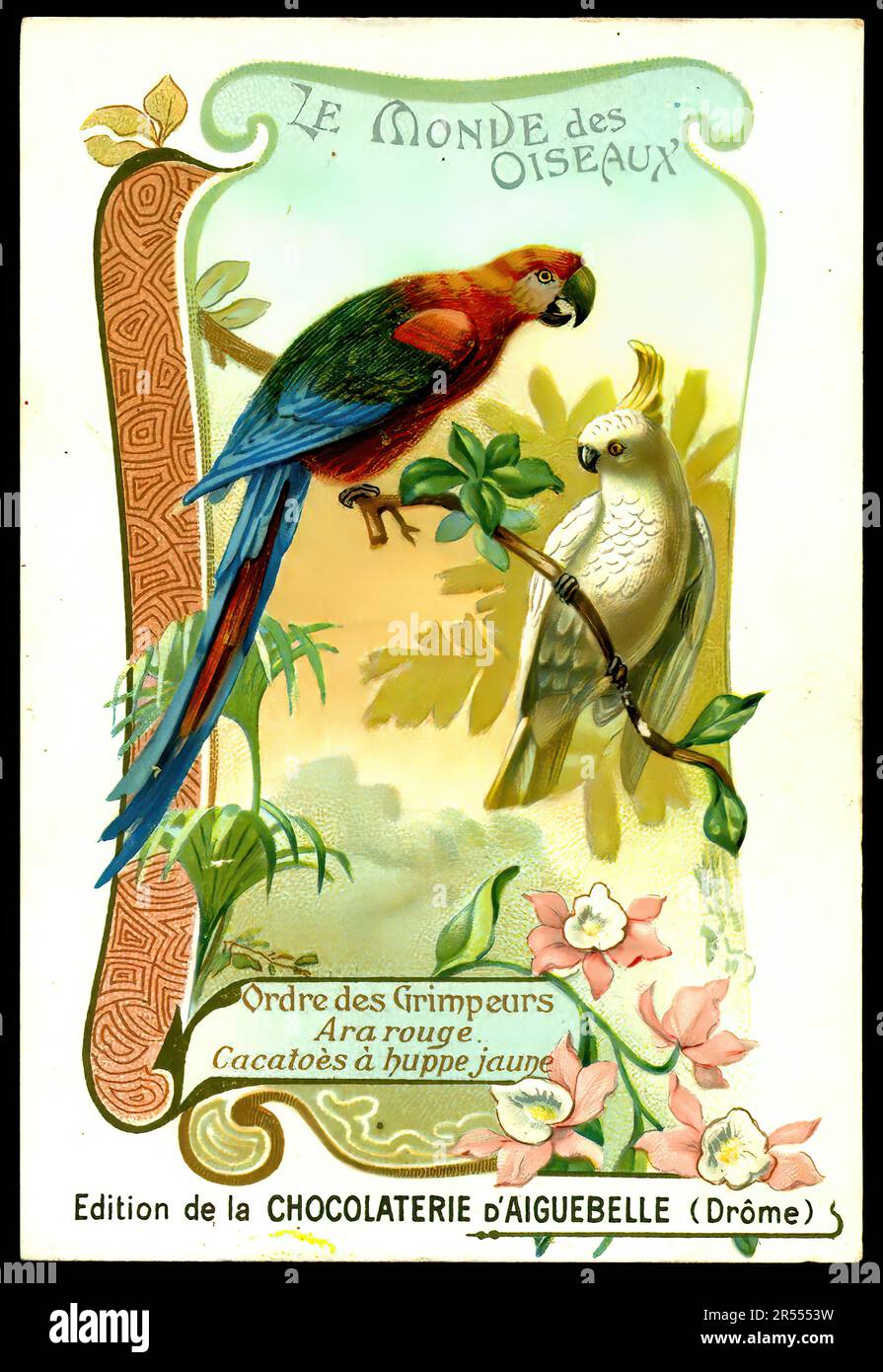 Crested Cockatoo & Red Parrot - Vintage French Tradecard, Belle Epoque ...