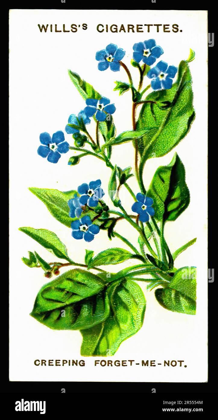 Creeping Forget-Me-Not - Vintage Cigarette Card Stock Photo - Alamy