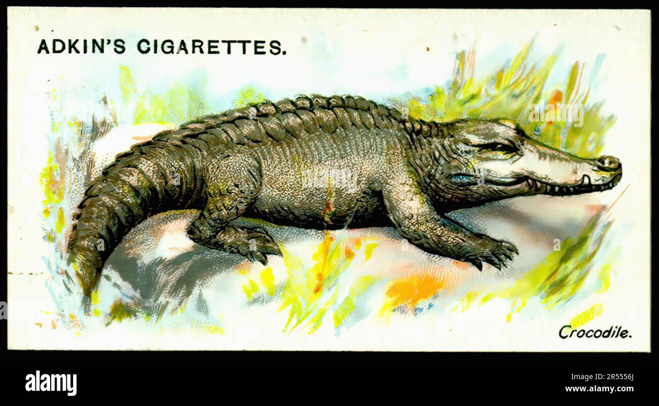 Crocodile - Vintage Cigarette Card Stock Photo - Alamy